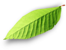 AGRIC AI — AI Crop Disease Detection for African Farmers